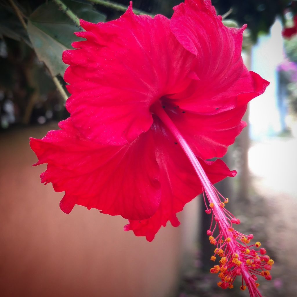 Typical Flower of San Pancho! - San Pancho Rentals Nayarit Mexico Ocean ...